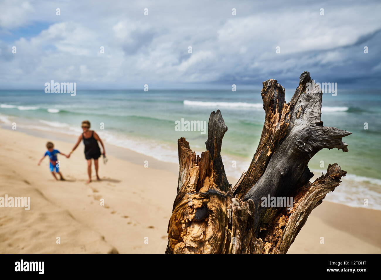 Drift wood beach hi-res stock photography and images - Alamy