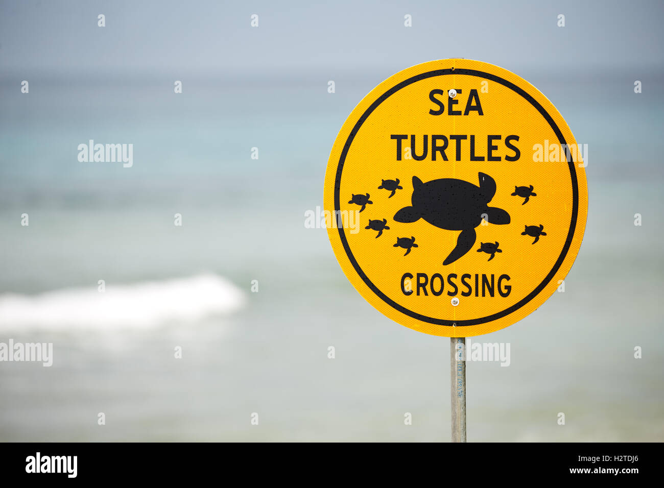 Barbados sea turtles crossing sign signage warning highway code ...