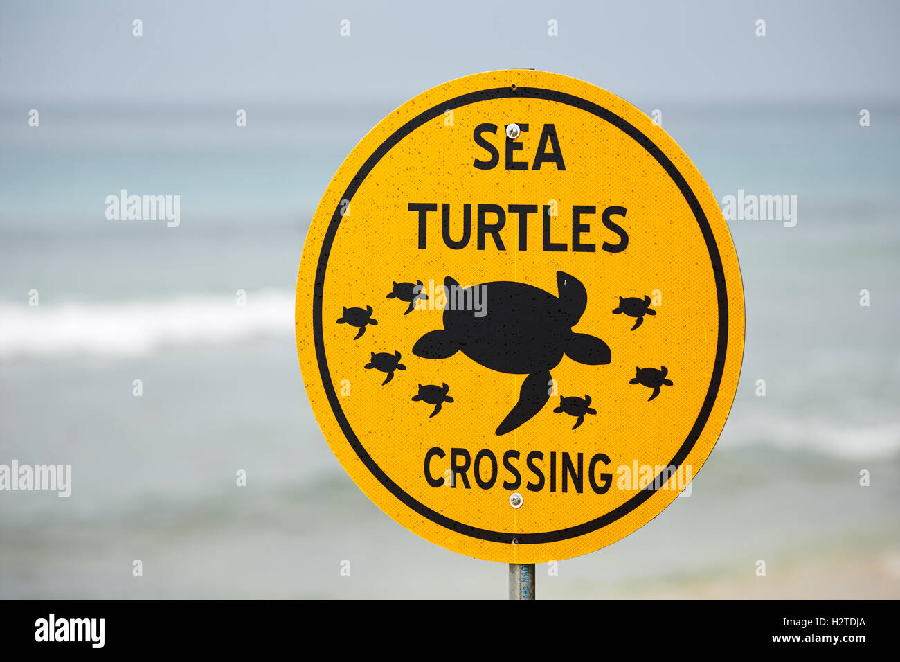 Barbados sea turtles crossing sign signage warning highway code ...