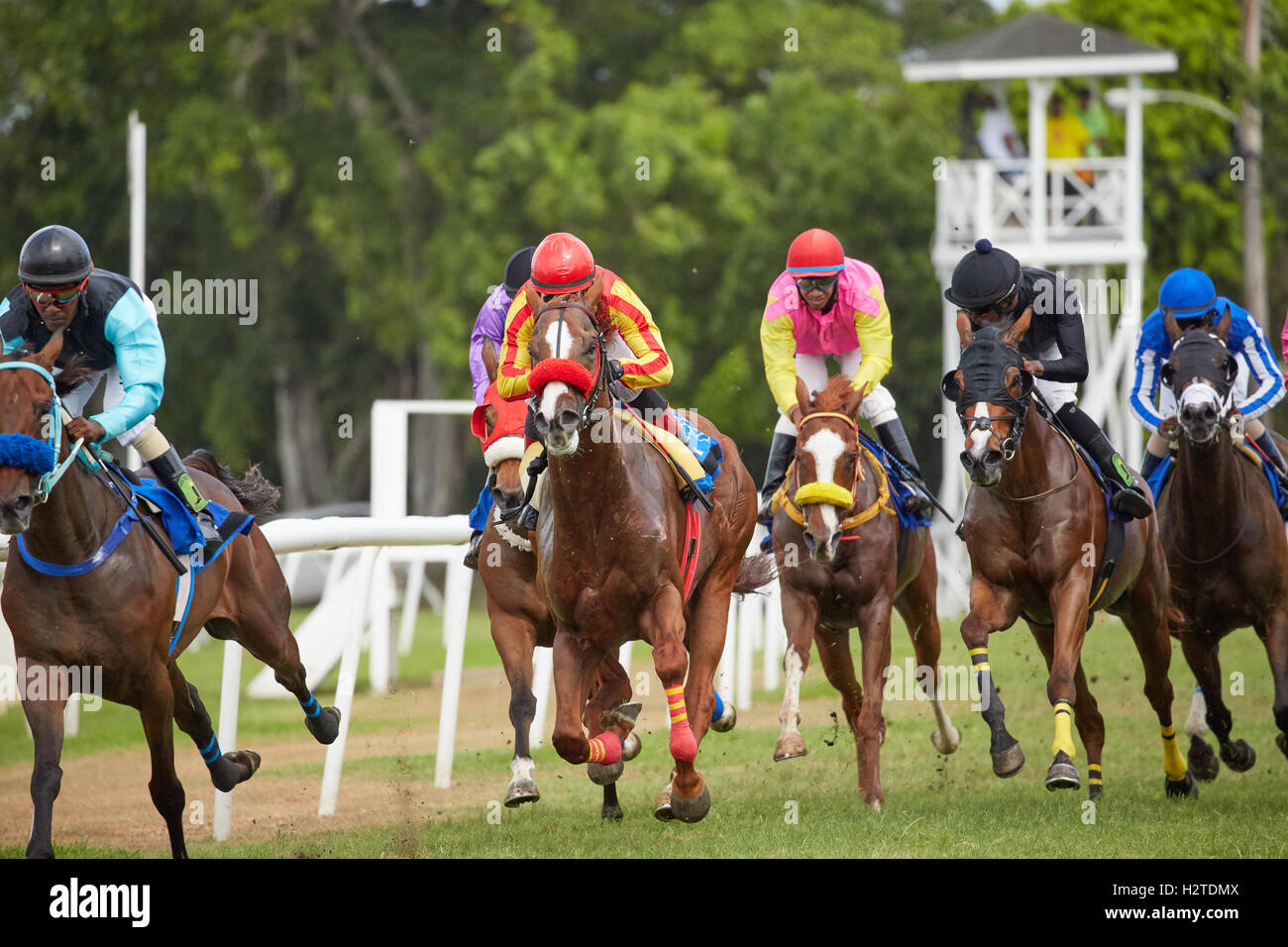Barbados Bridgetown Garrison Savannah Racetrack racecourse course horse ...
