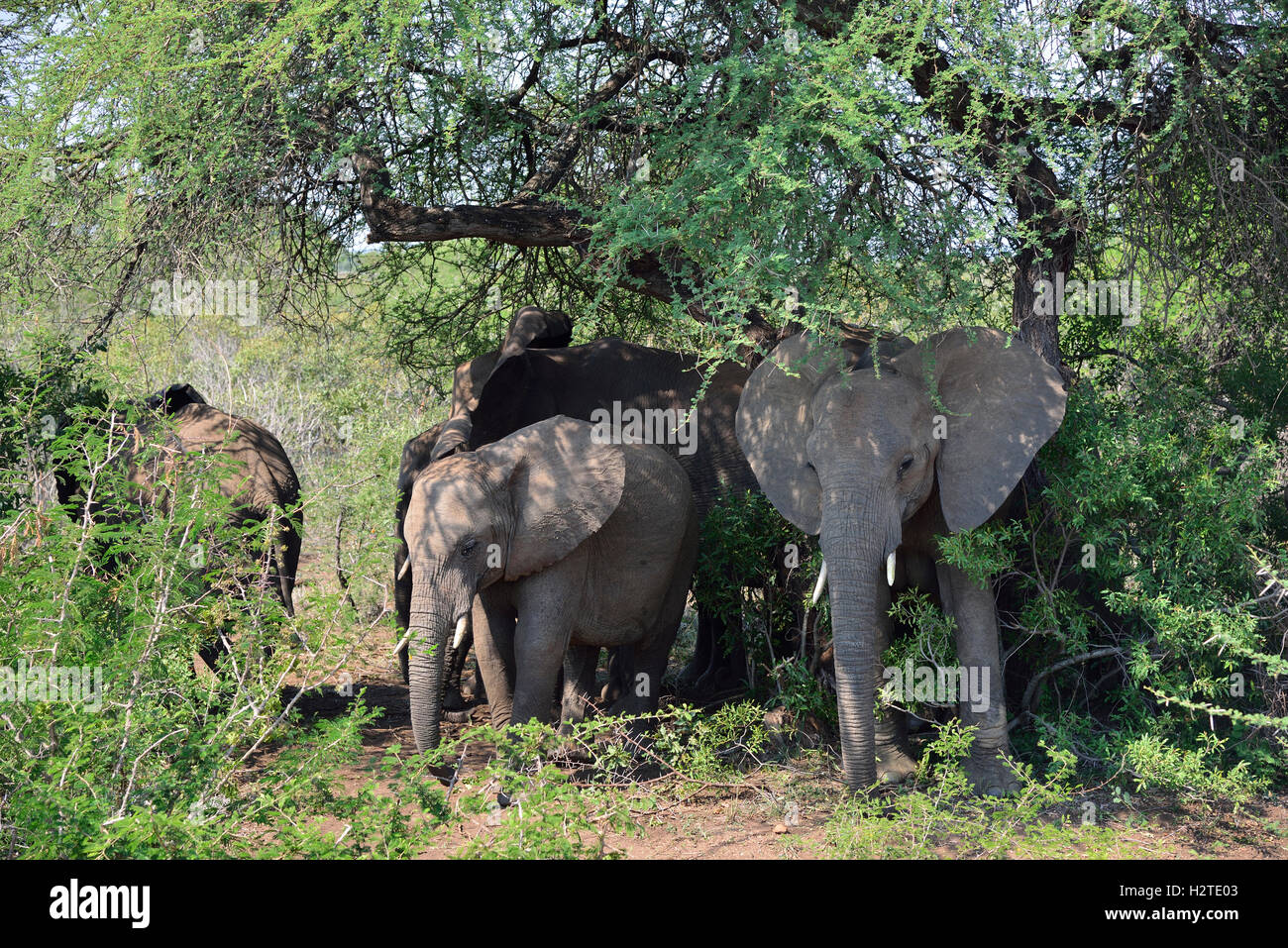 Family of African elephants sheltering under a tree from the hot sun ...