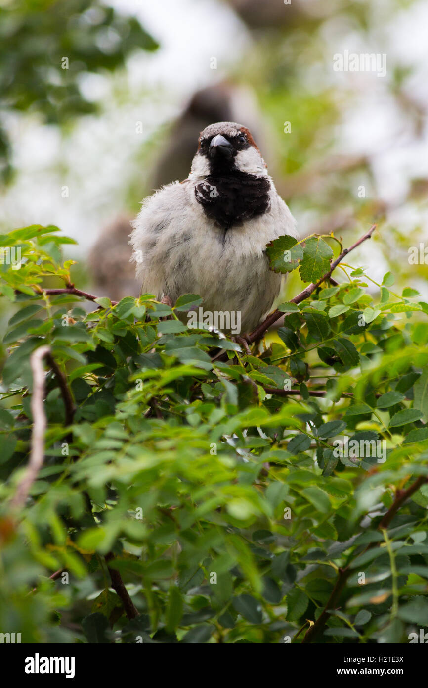 House sparrow perched on a tree branch Stock Photo - Alamy