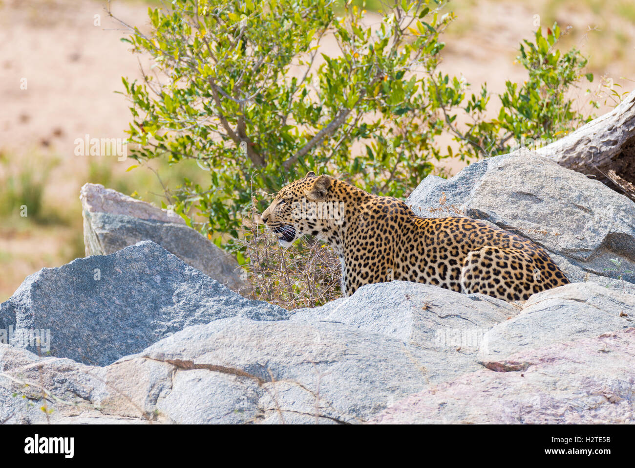 Leopard attacking animal hi-res stock photography and images - Alamy