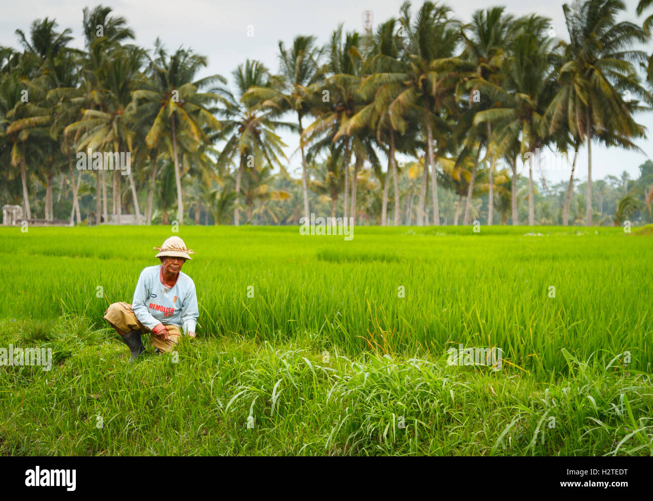 Man in rice field hi-res stock photography and images - Alamy