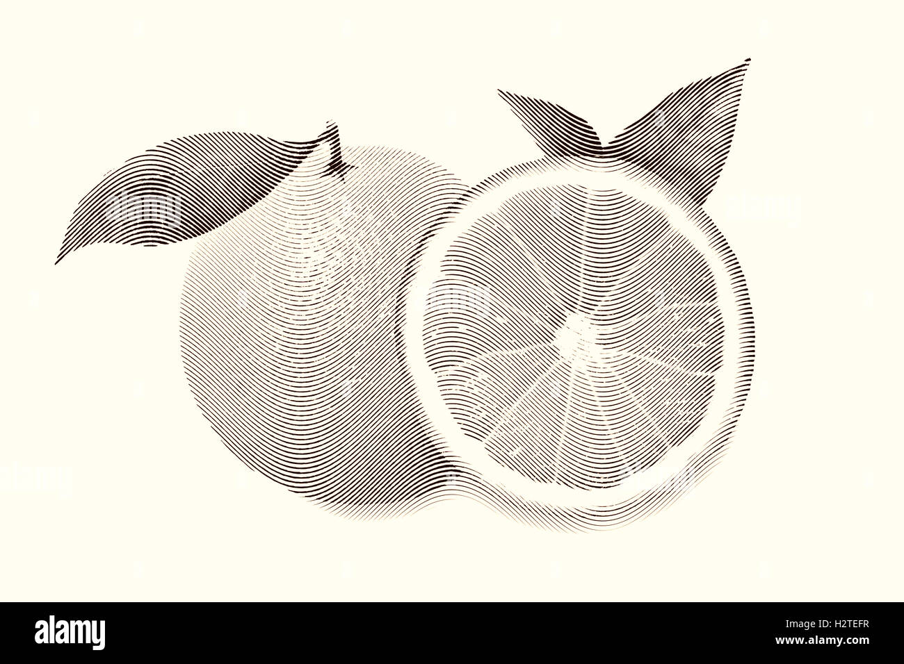 Sketch painting orange on white background Stock Photo - Alamy