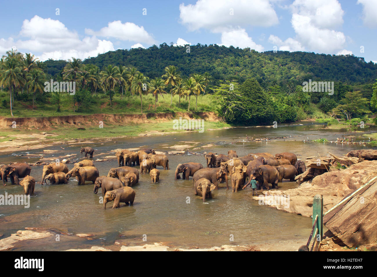 Many elephants bathing in the river Stock Photo - Alamy