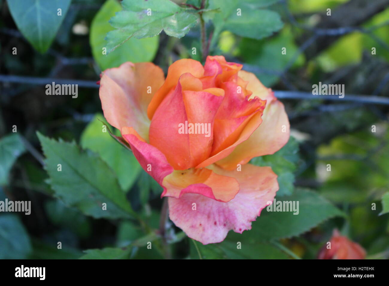 Beautiful rose in full bloom Stock Photo - Alamy