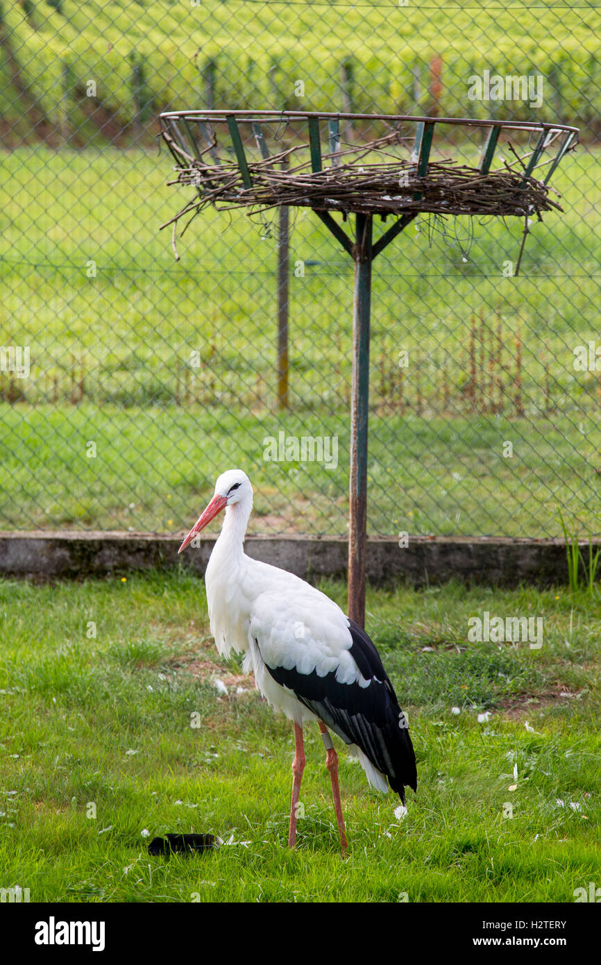 Stork nest alsace france hi-res stock photography and images - Alamy
