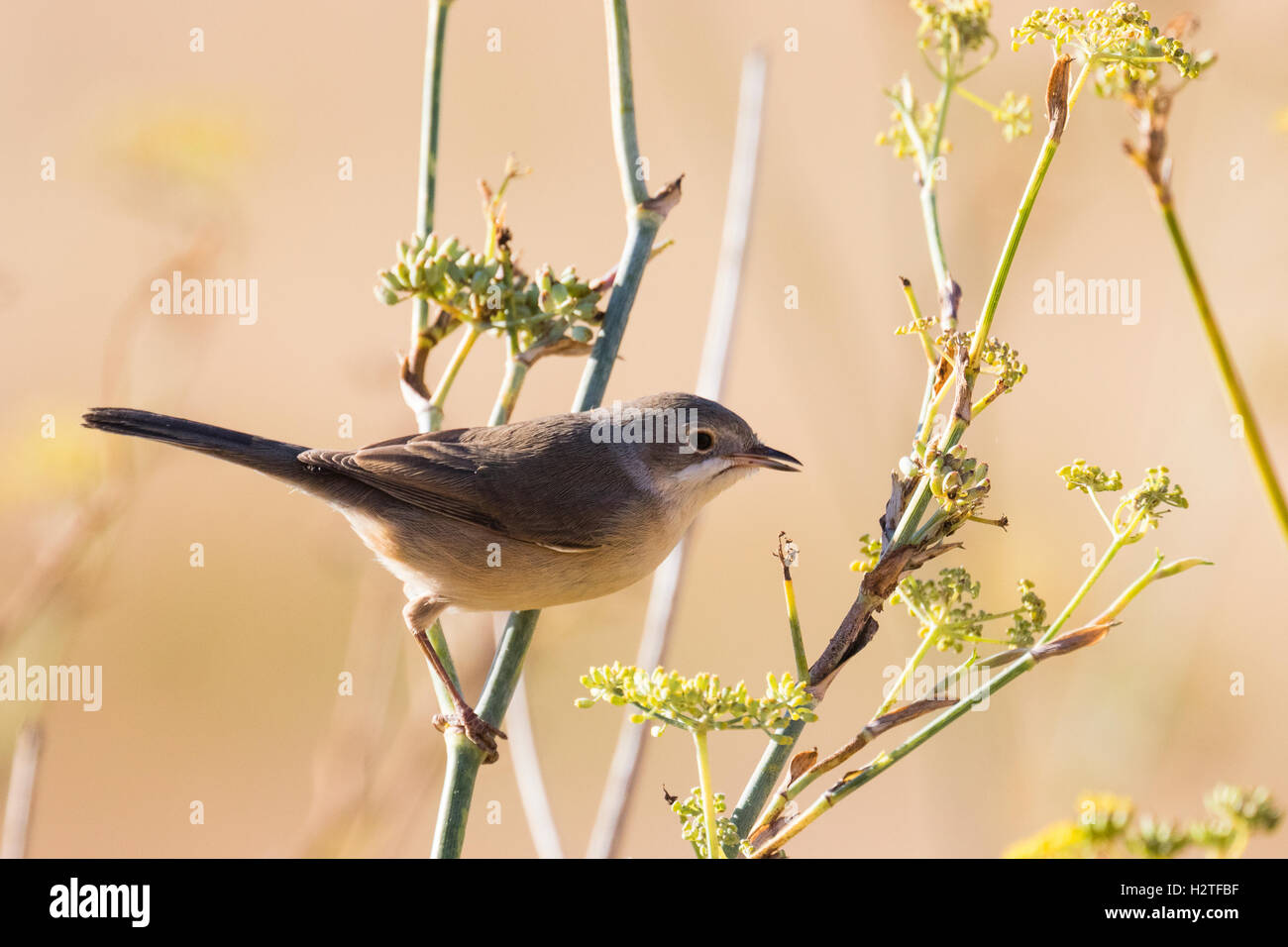 A Whitethroat hunting bugs in Portugal Stock Photo - Alamy