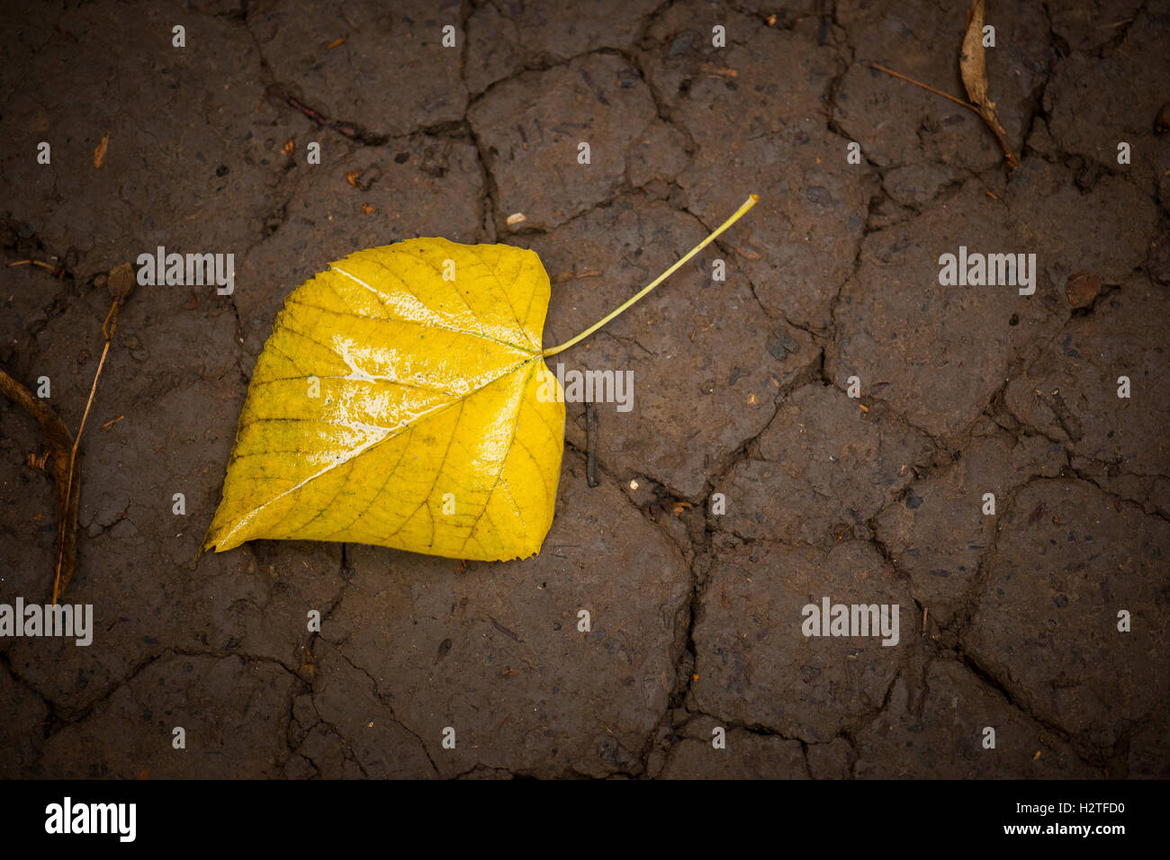 single yellow leaf on the ground Stock Photo - Alamy