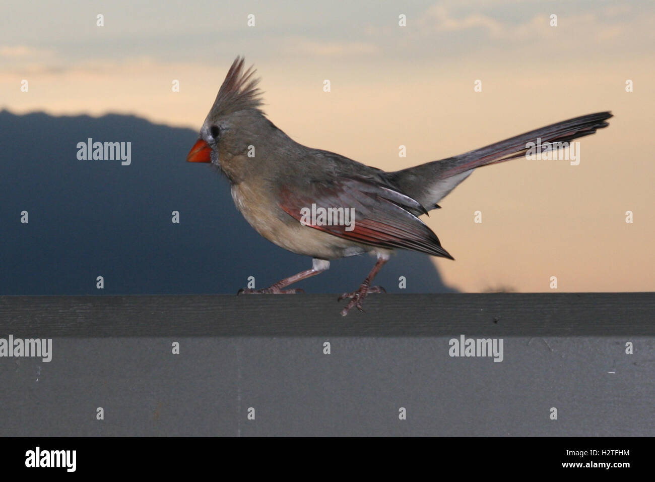 Hawaiian cardinal hi-res stock photography and images - Alamy