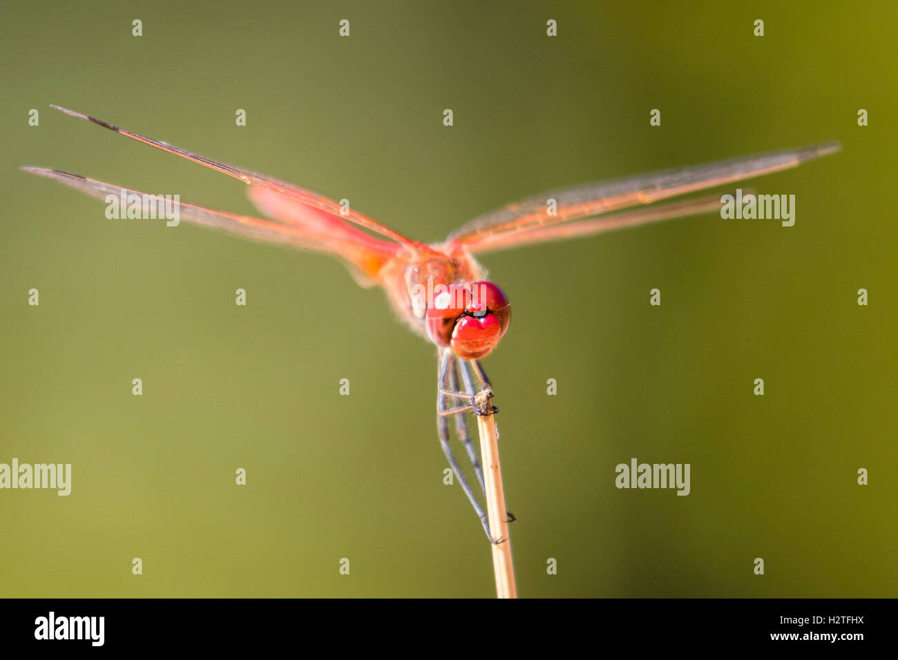 A male red-veined darter in Portugal Stock Photo - Alamy