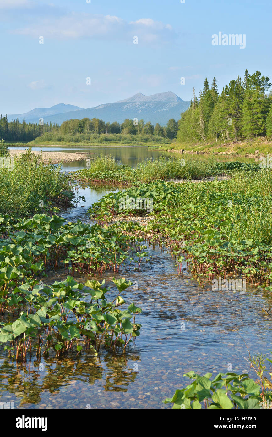 Summer river landscape in the national Park "Yugyd VA". The object of ...