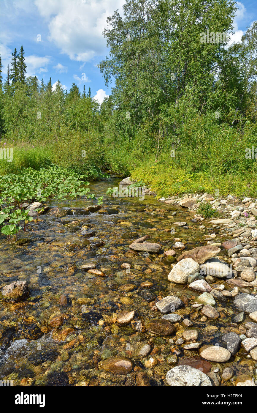 Pure forest stream. The "Virgin Komi forests" UNESCO world heritage ...