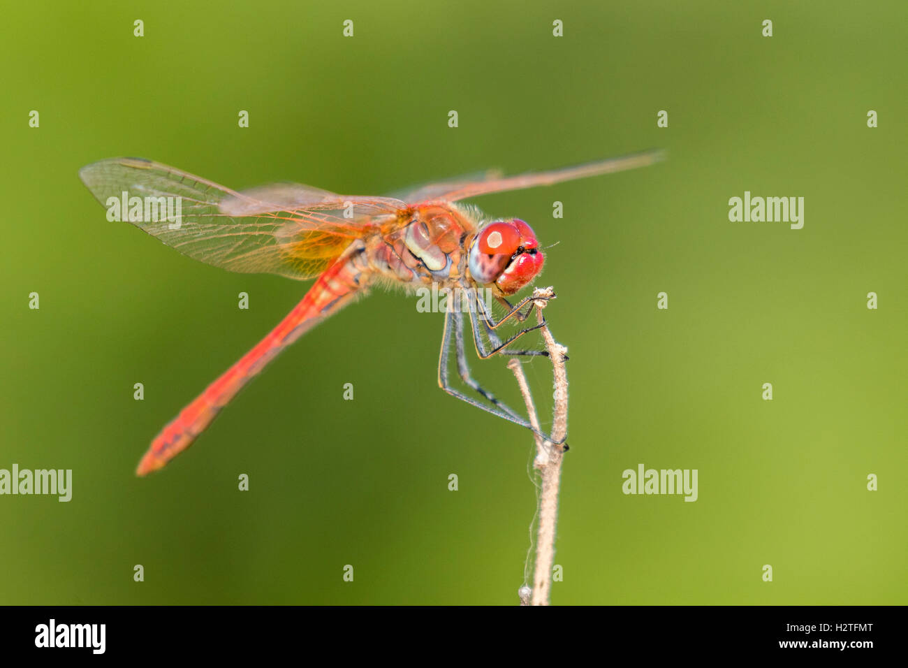 A male red-veined darter in Portugal Stock Photo - Alamy