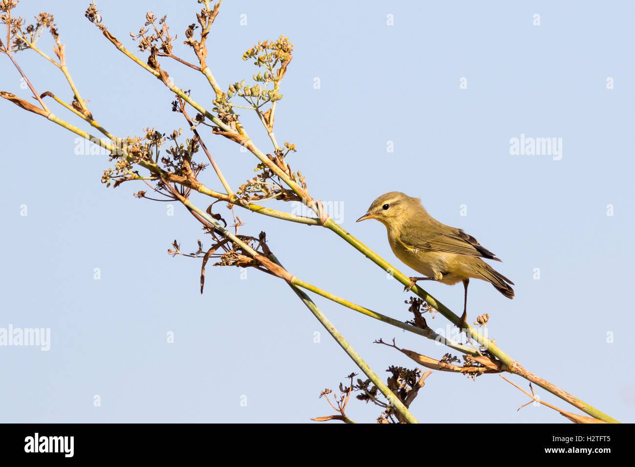 A chiff chaff in southern Portugal Stock Photo - Alamy