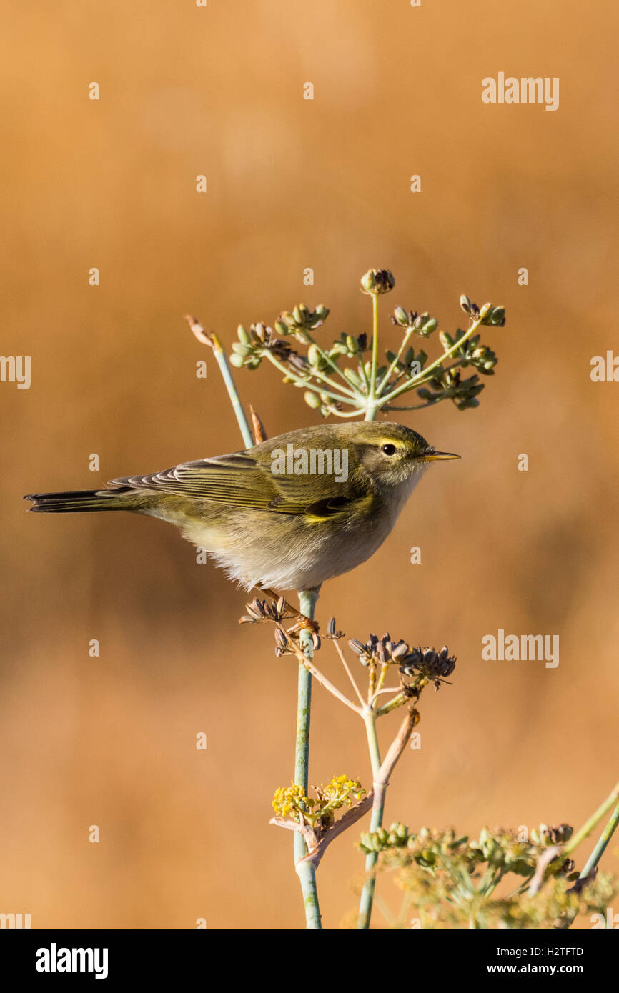 A chiff chaff in southern Portugal Stock Photo - Alamy