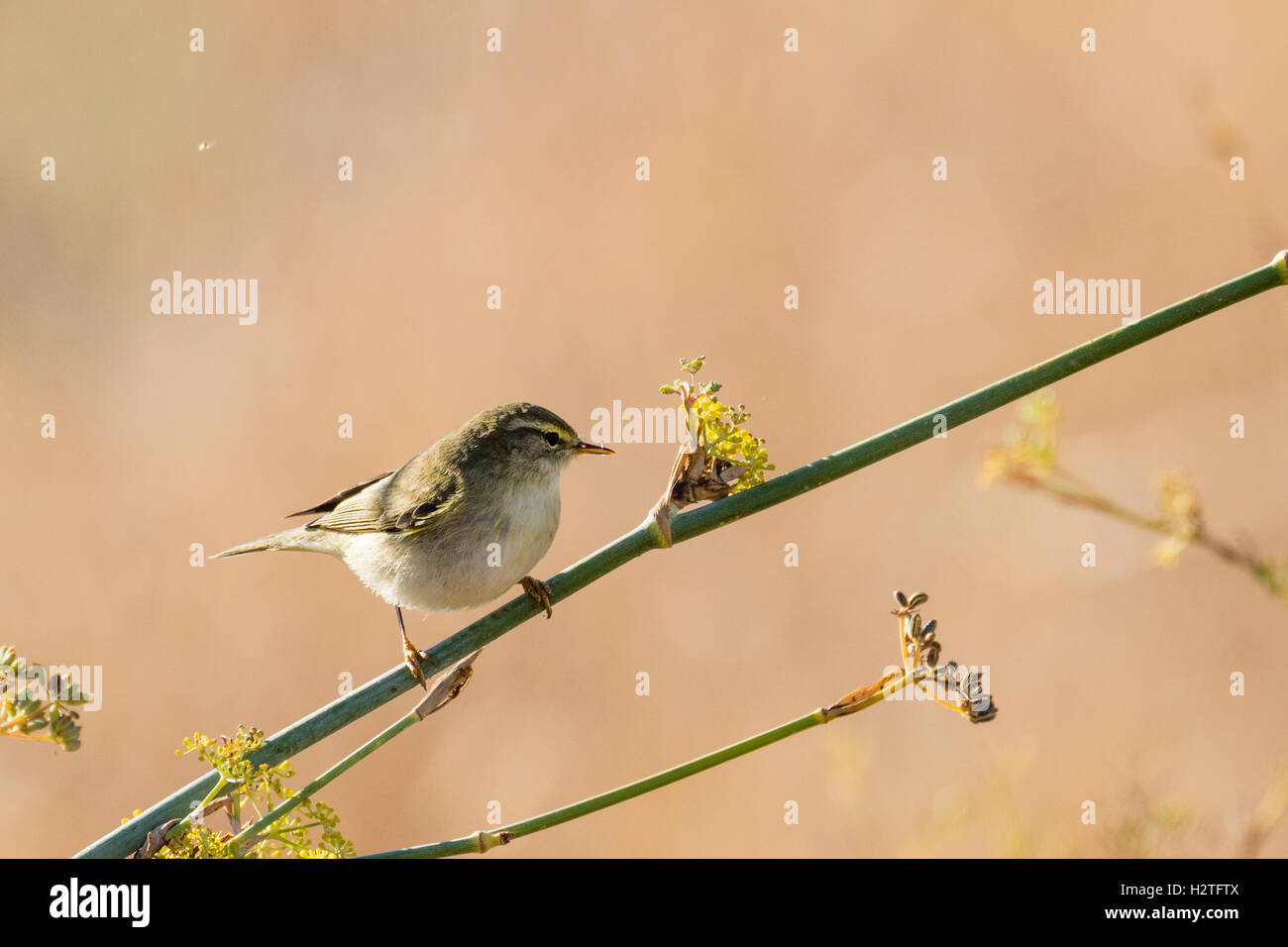 Chiff Chaff High Resolution Stock Photography and Images - Alamy