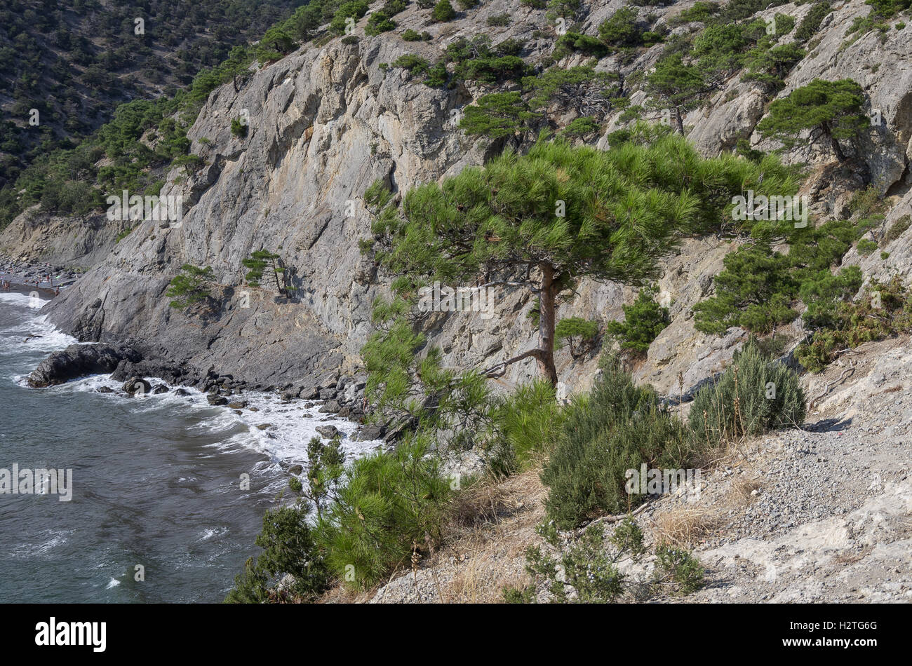 Pines cape kapchik in black hi-res stock photography and images - Alamy