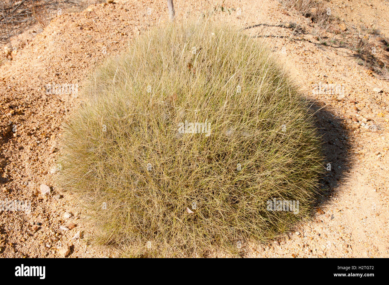 Spinifex Plant - Outback Australia Stock Photo - Alamy