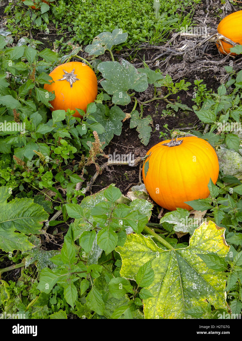 Pumpkins growing in the pumpkin patch Stock Photo - Alamy