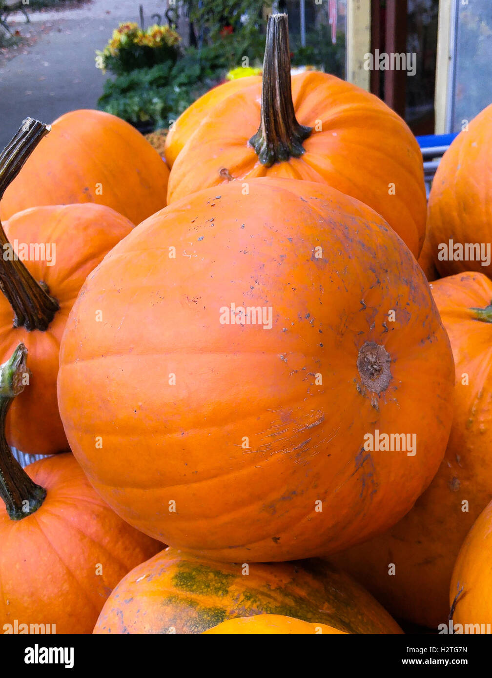 Pumpkins for sale at fall market Stock Photo - Alamy
