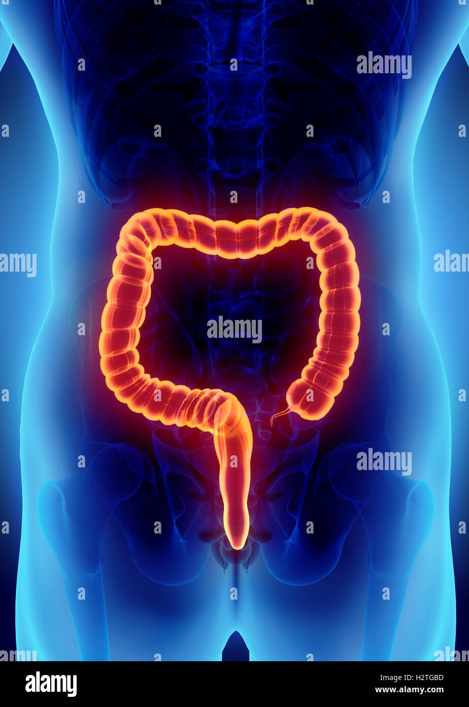 3D illustration of Large Intestine, Part of Digestive System Stock ...