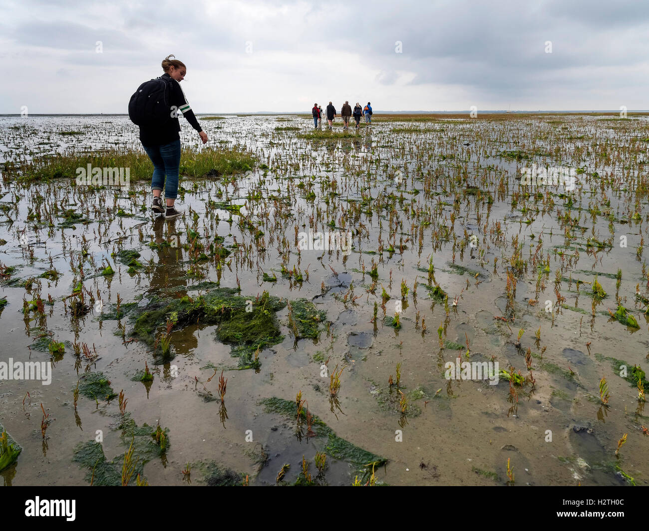 Guides tour, Wadden Sea at Schiermonnikoog Island province Friesland ...