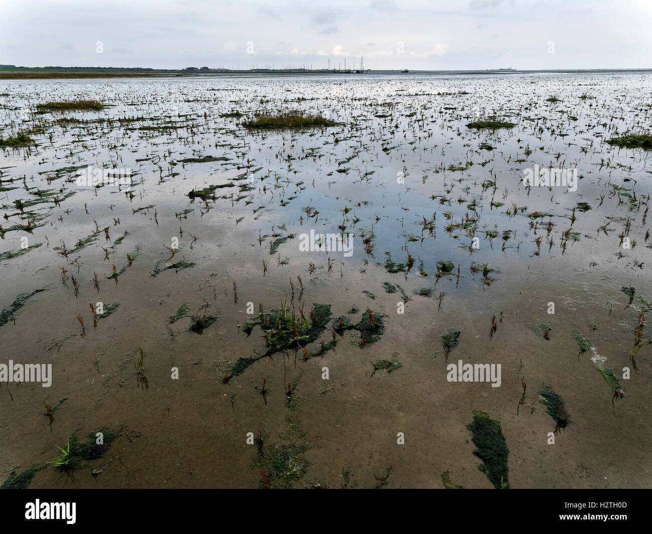 Guides tour, Wadden Sea at Schiermonnikoog Island province Friesland ...