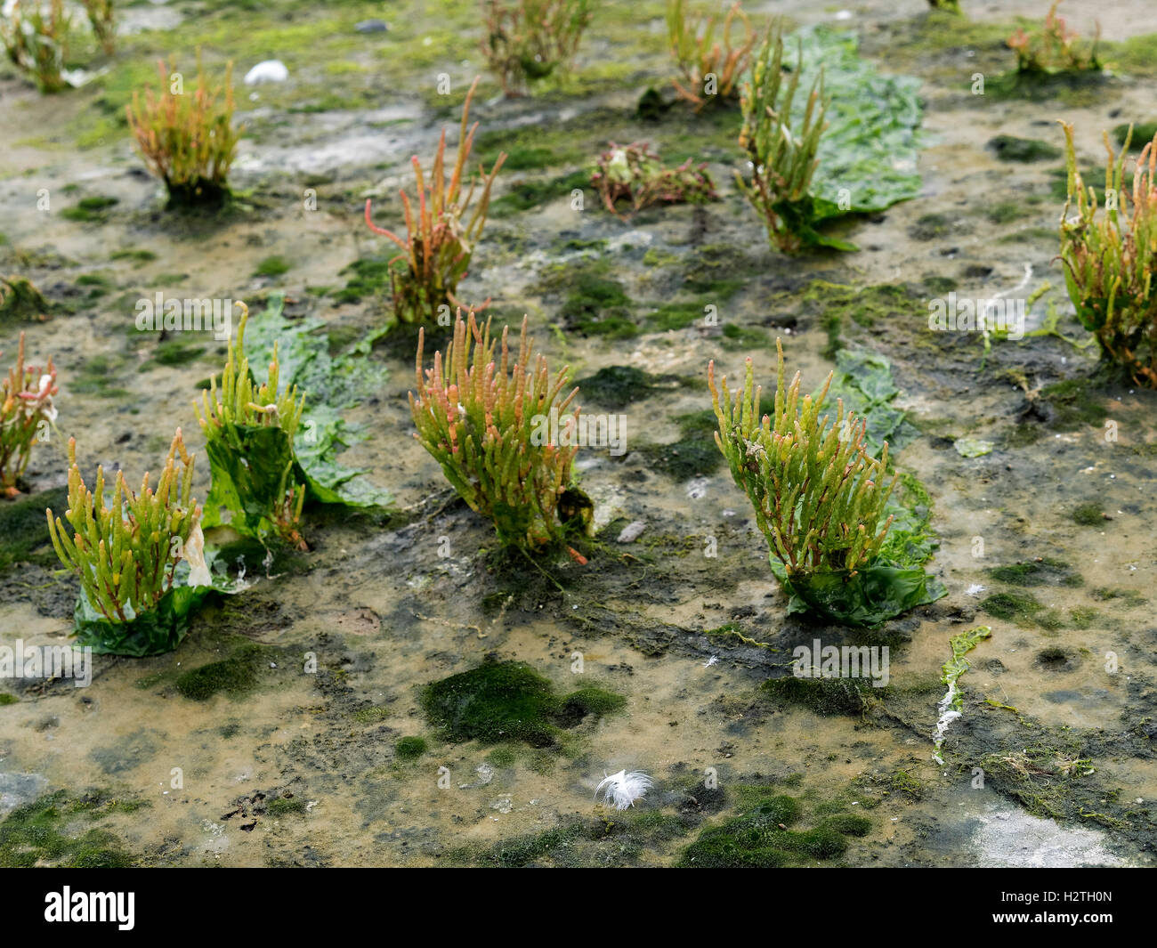 common glasswort (Salicornia europaea), Wadden Sea Schiermonnikoog ...