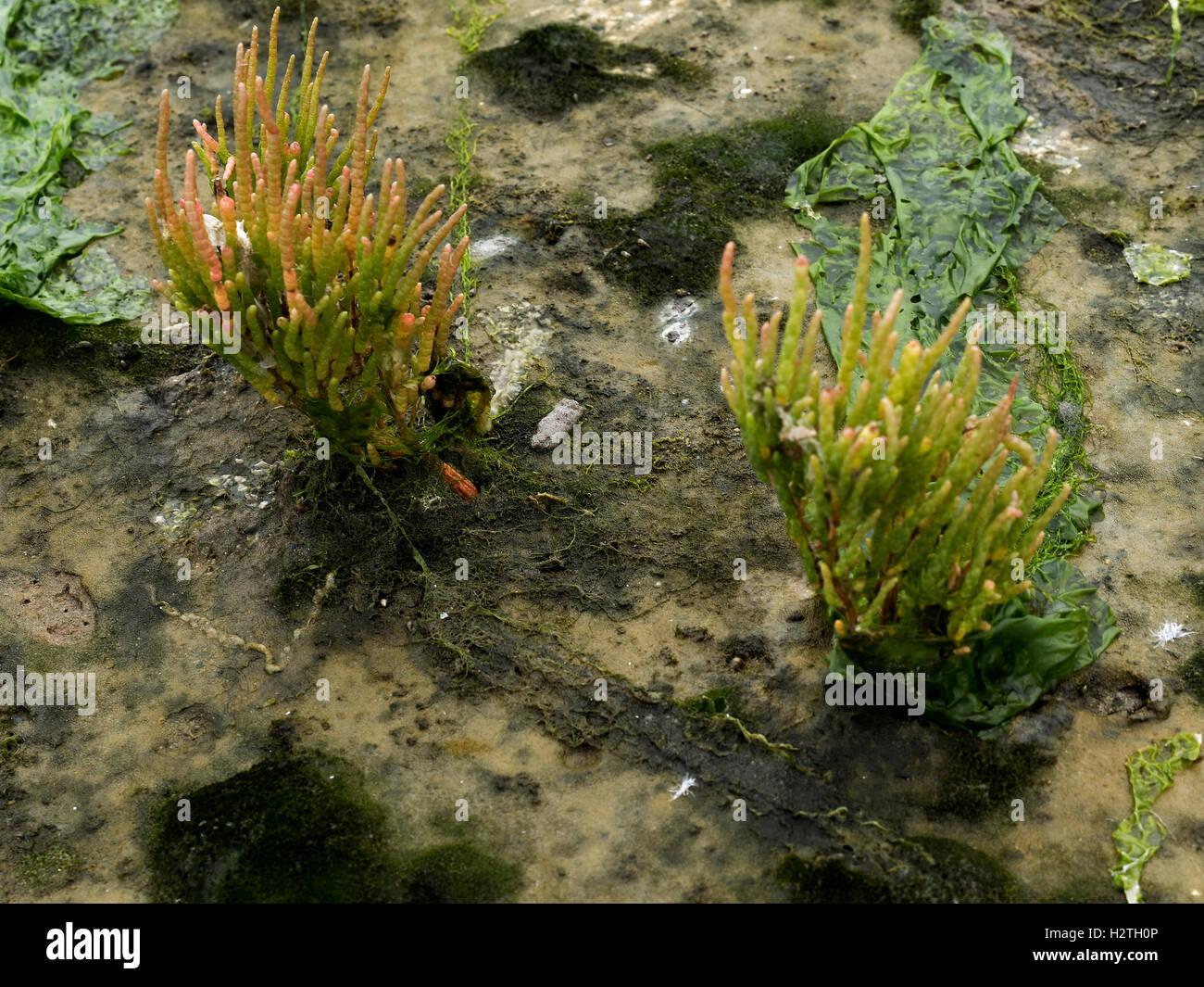 common glasswort (Salicornia europaea), Wadden Sea Schiermonnikoog ...
