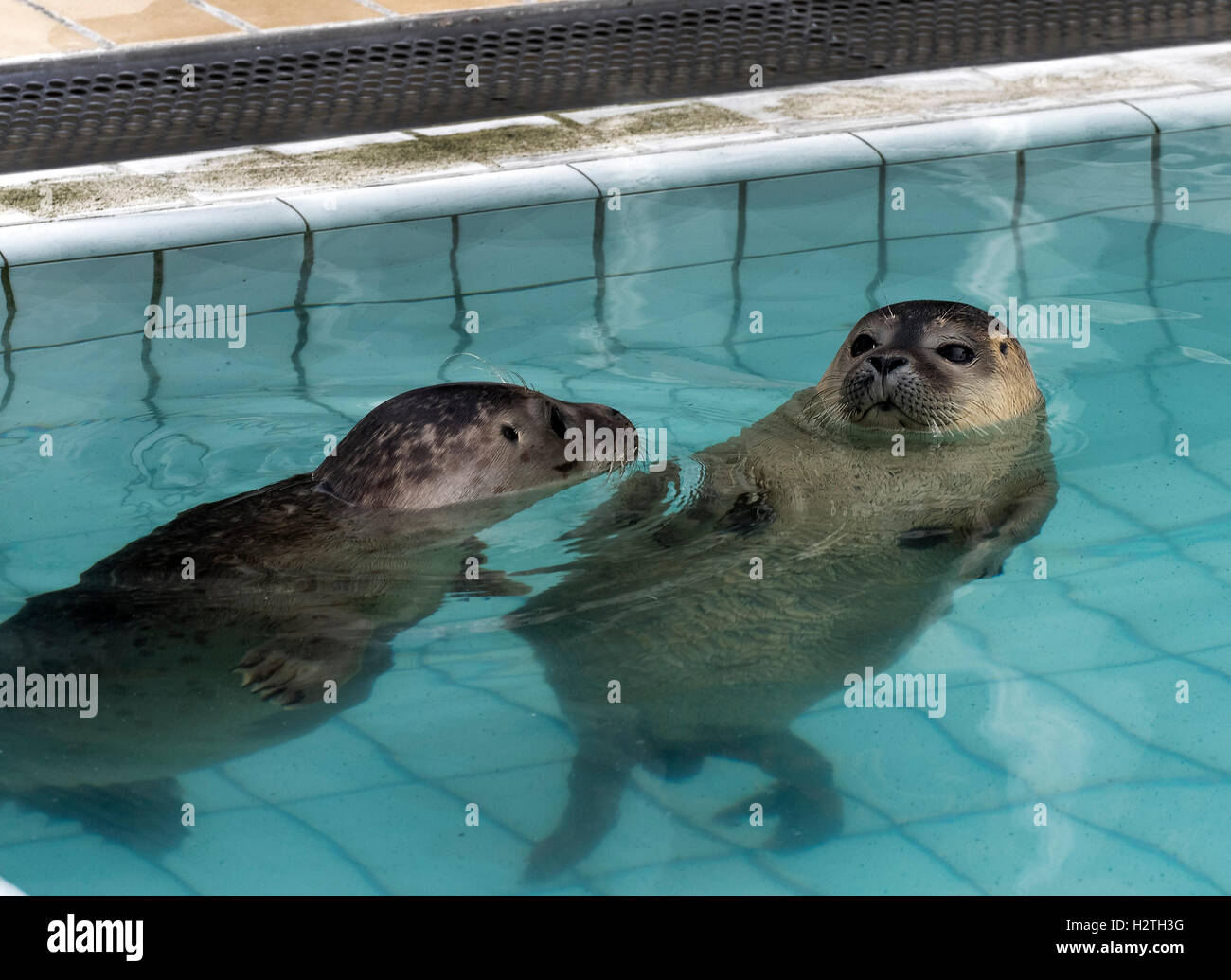 Holland seal hi-res stock photography and images - Alamy