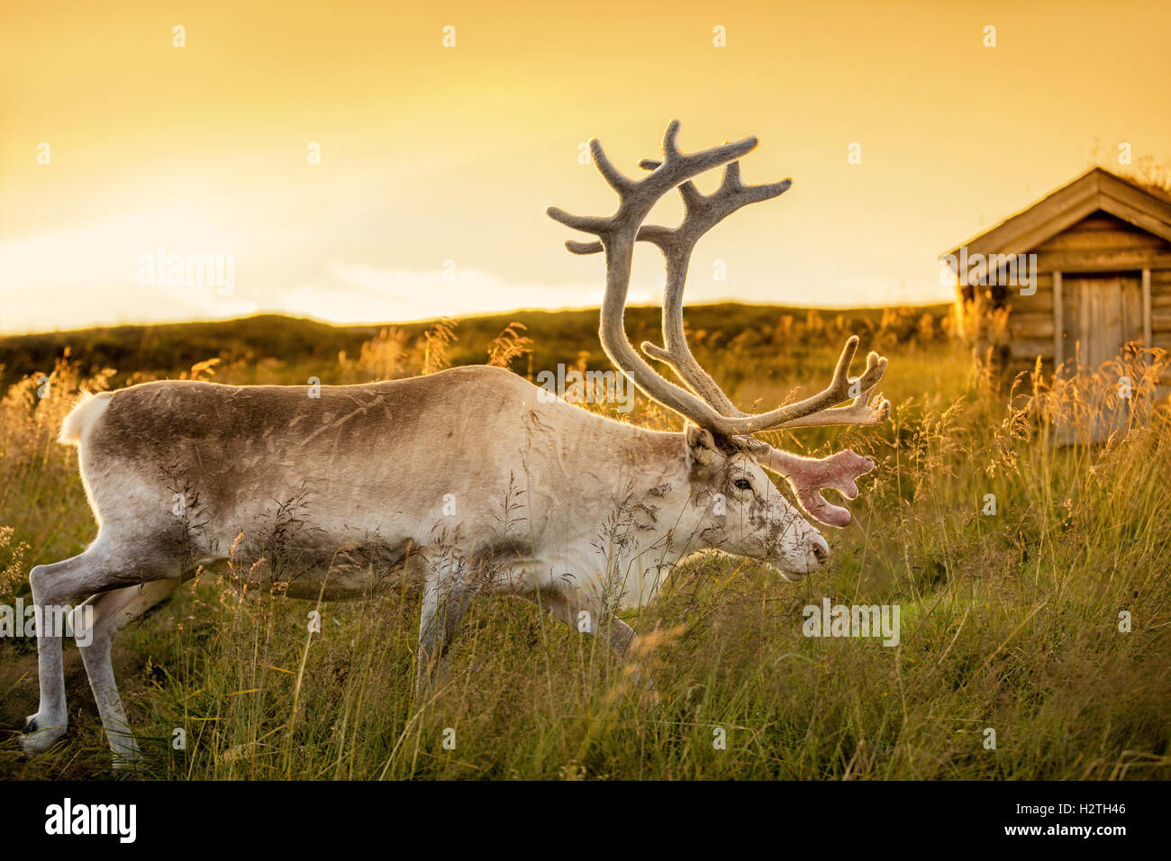 Lapland animal sun hi-res stock photography and images - Alamy