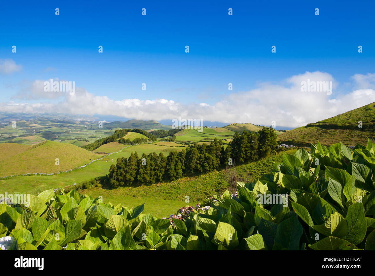Hortensia azores hi-res stock photography and images - Alamy