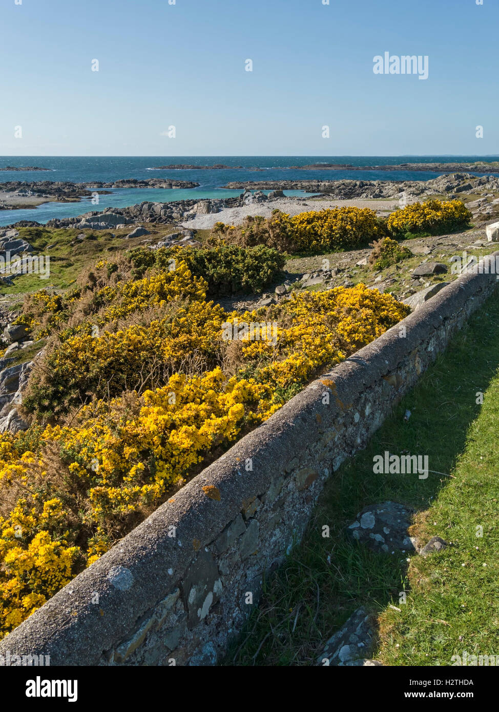 Yellow gorse ( Ulex europaeus ) flowers growing near the coast of the ...