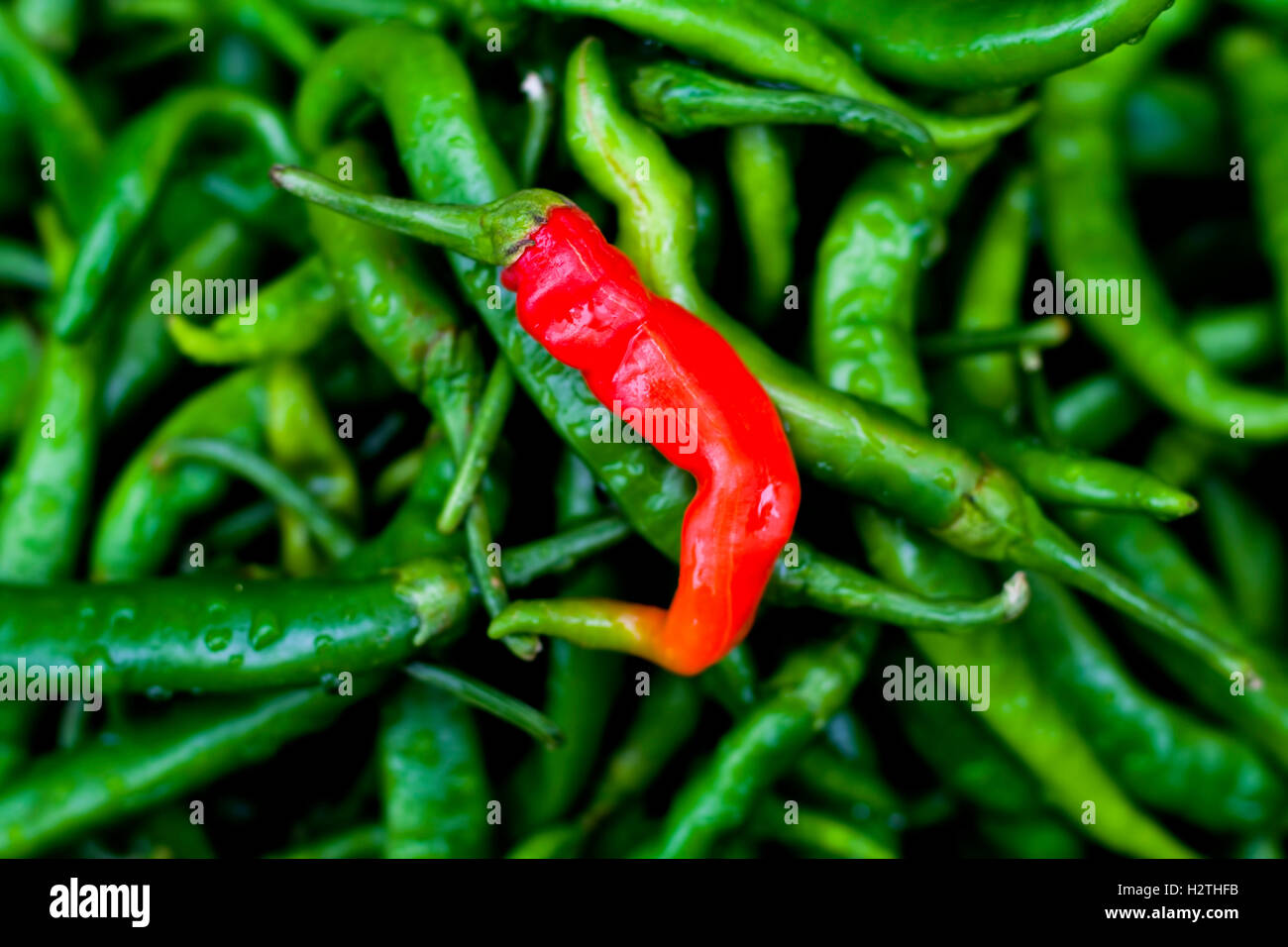 One red chilli among many green chillies Stock Photo - Alamy