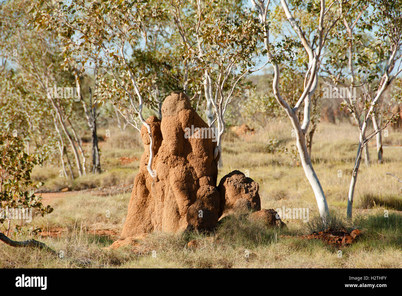 Termite Mound - Australia Stock Photo - Alamy