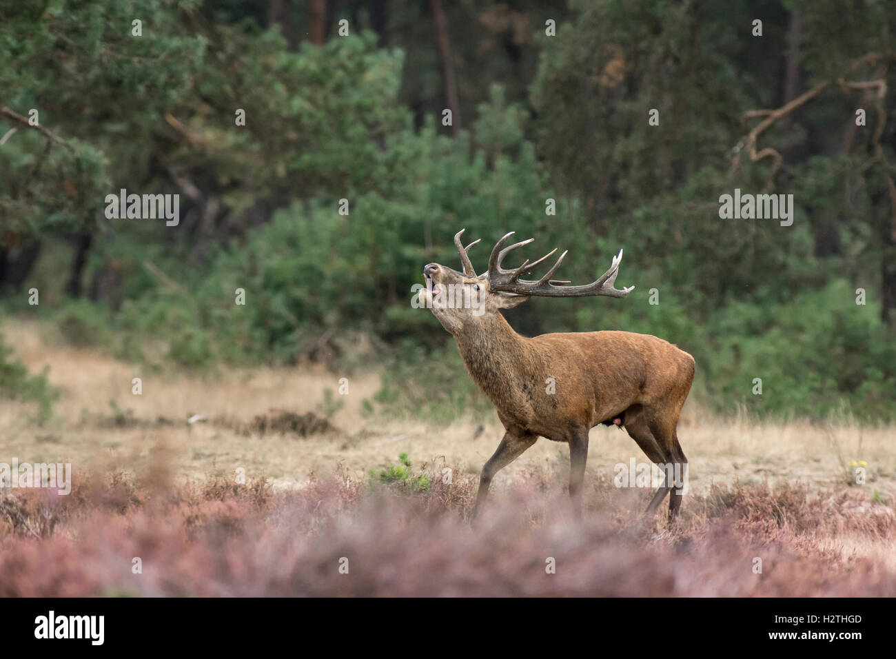 Fall deer season hi-res stock photography and images - Alamy