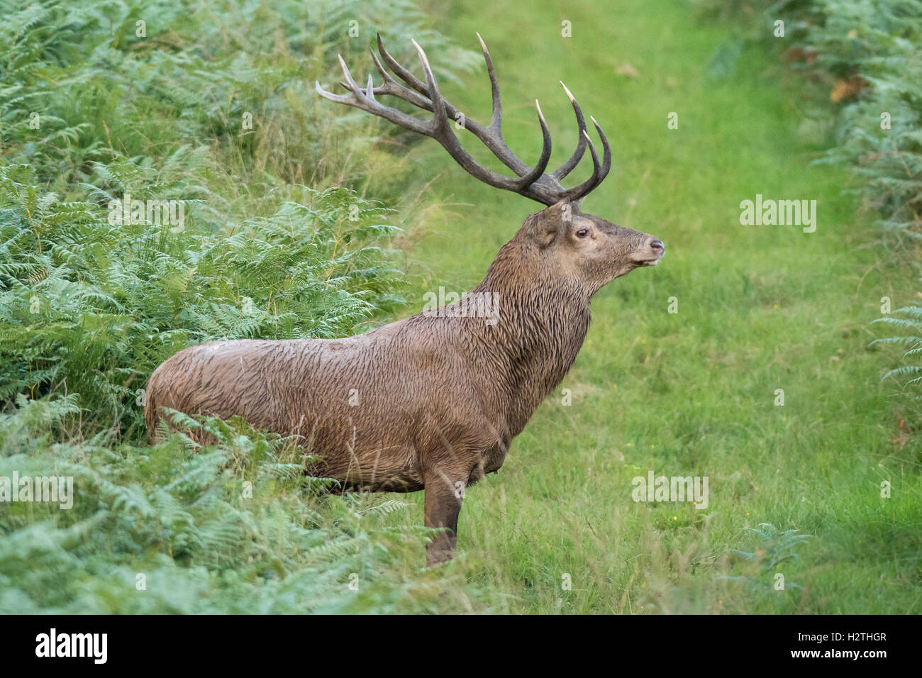 King forest red deer hi-res stock photography and images - Alamy