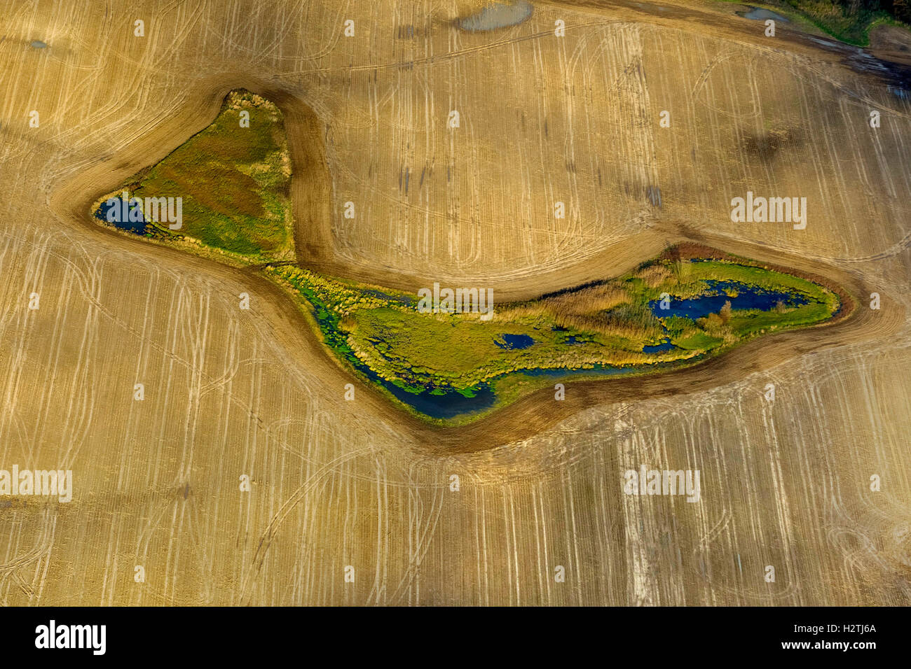 Aerial picture, hedge island in a field Embankment hedges, Field hedges ...