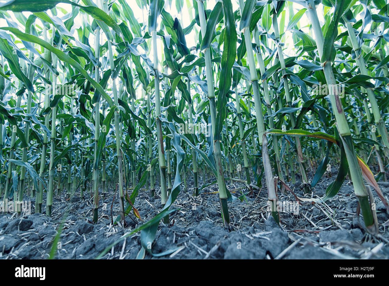 Green corn field Stock Photo - Alamy