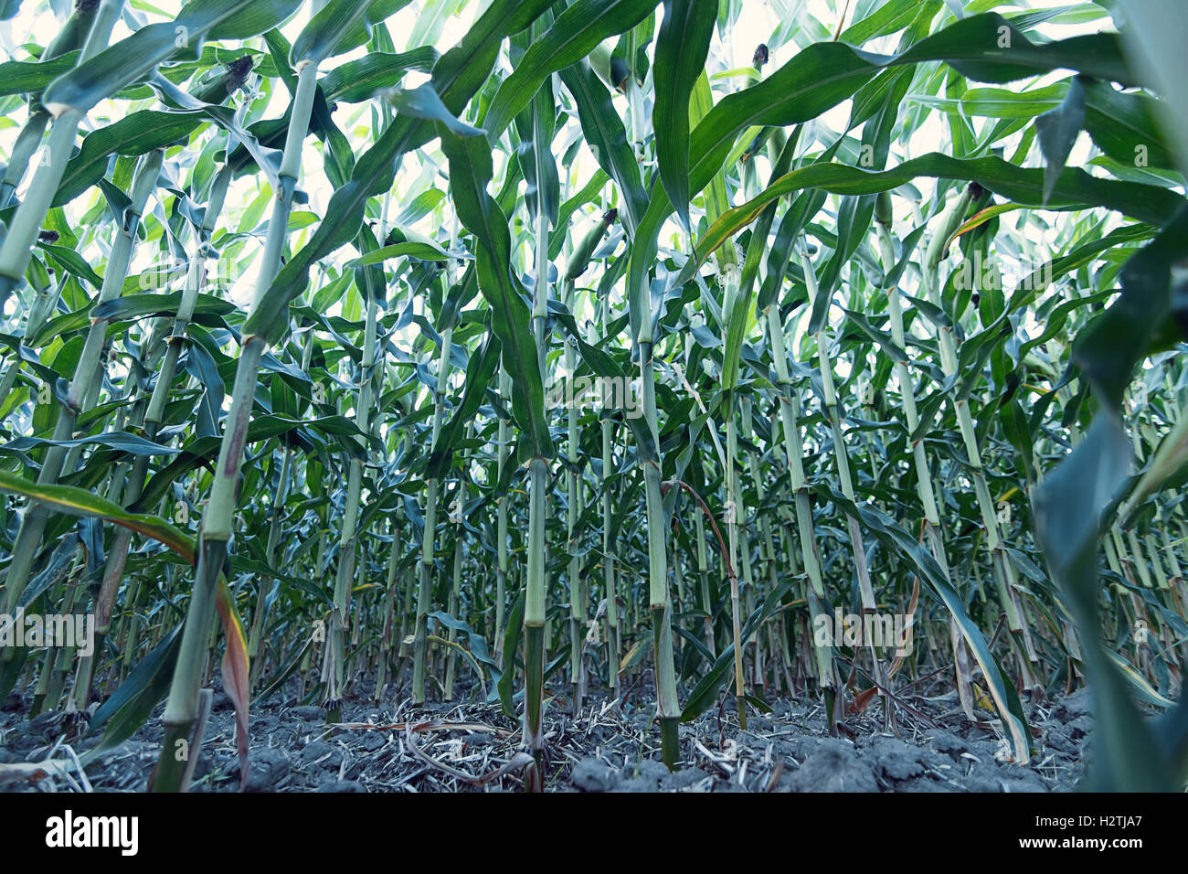 Green corn field Stock Photo - Alamy