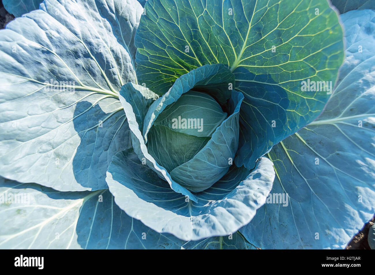 Big cabbage in the garden. Freshly growing cabbage field Stock Photo ...