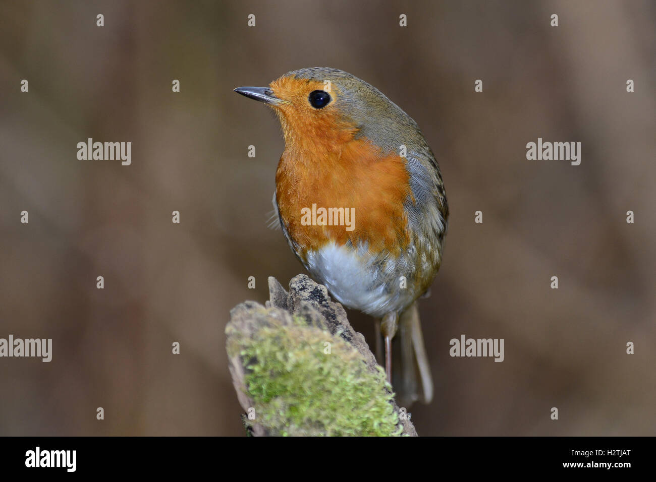 Robin friendly hi-res stock photography and images - Alamy