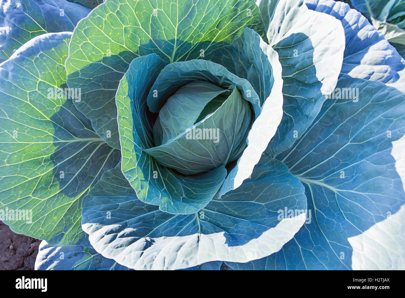 Big cabbage in the garden. Freshly growing cabbage field Stock Photo ...