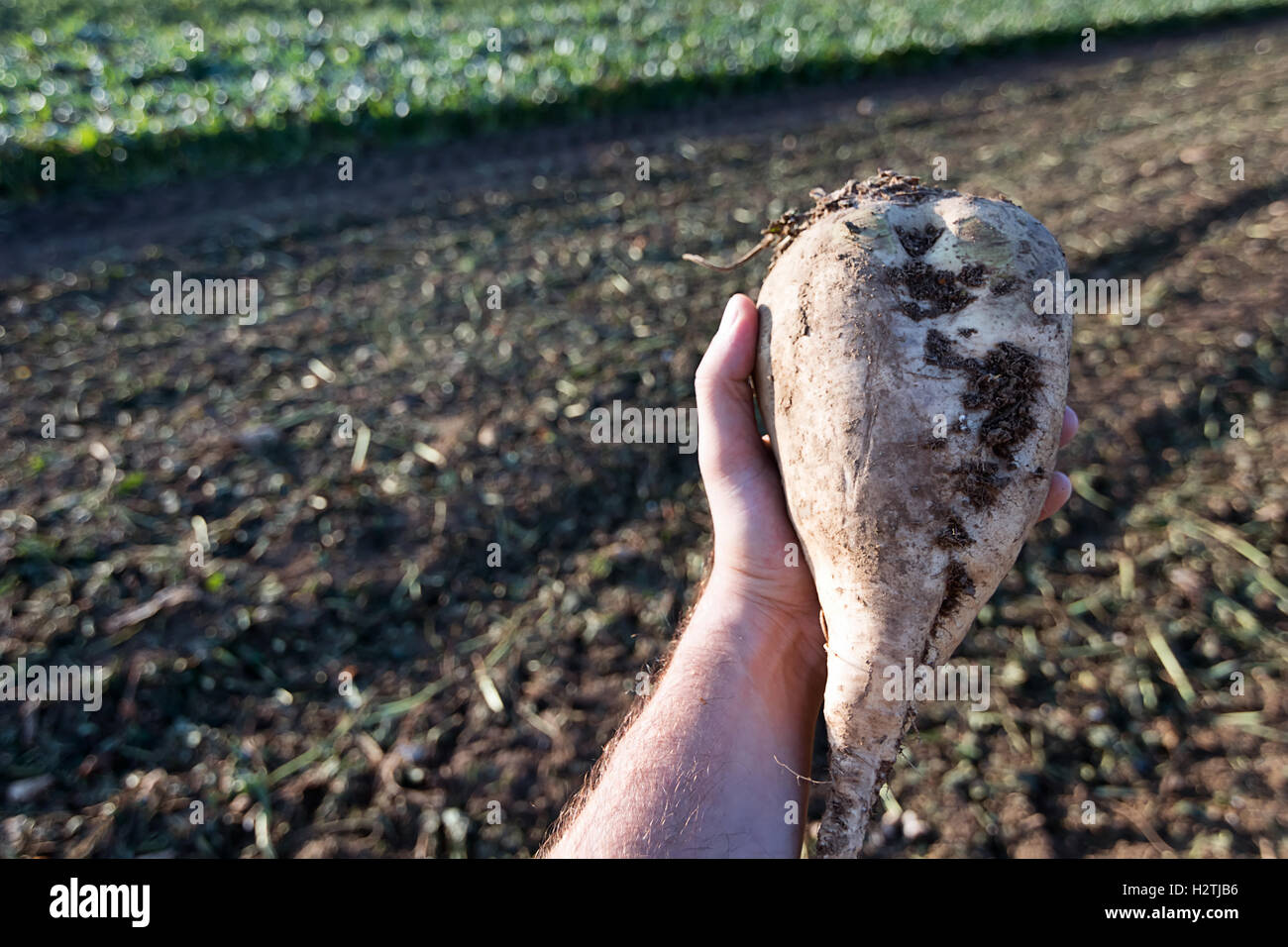 Beet breeding hi-res stock photography and images - Alamy