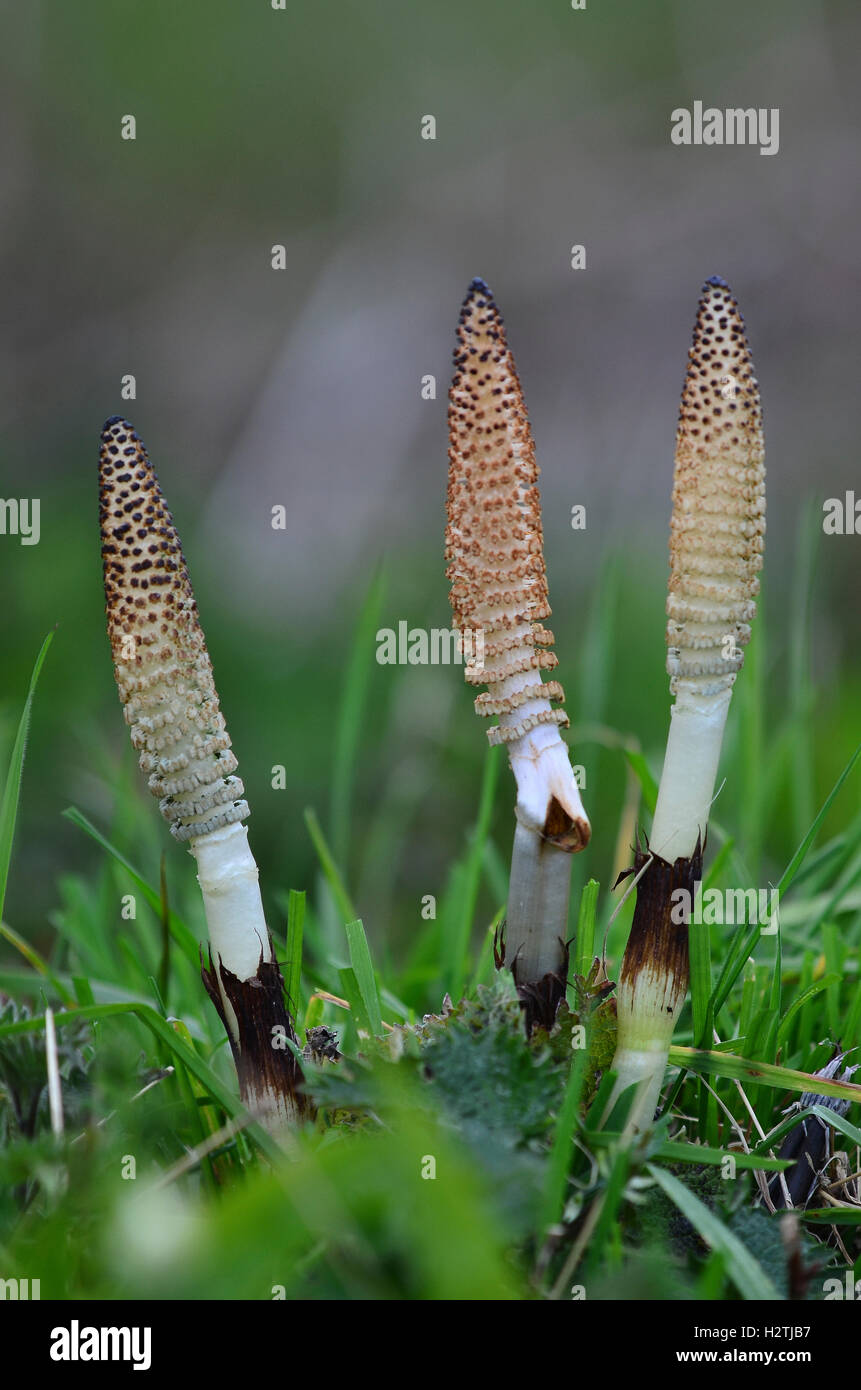 Spore High Resolution Stock Photography and Images - Alamy