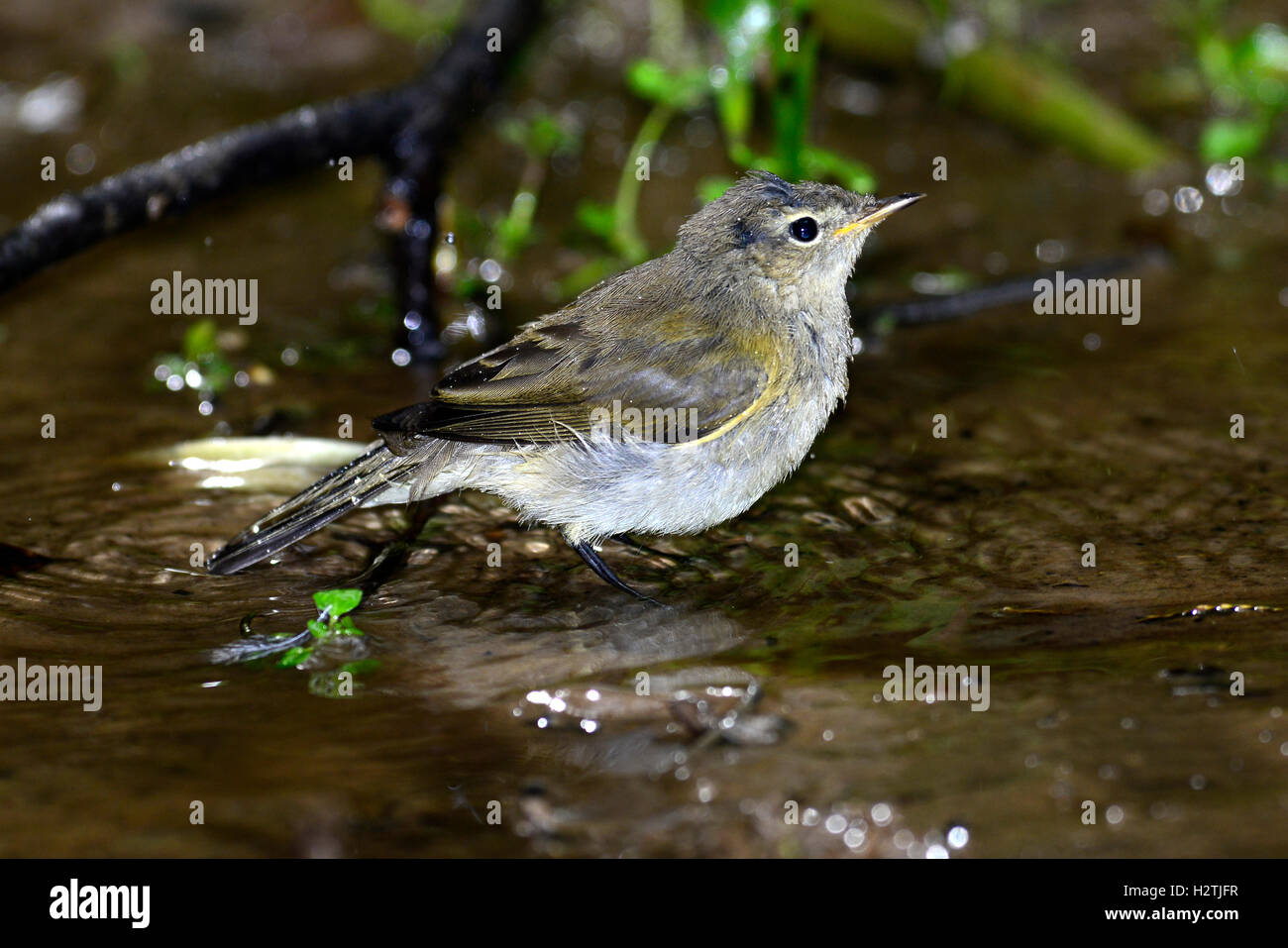 Juvenile chiffchaff bathing in stream Stock Photo - Alamy