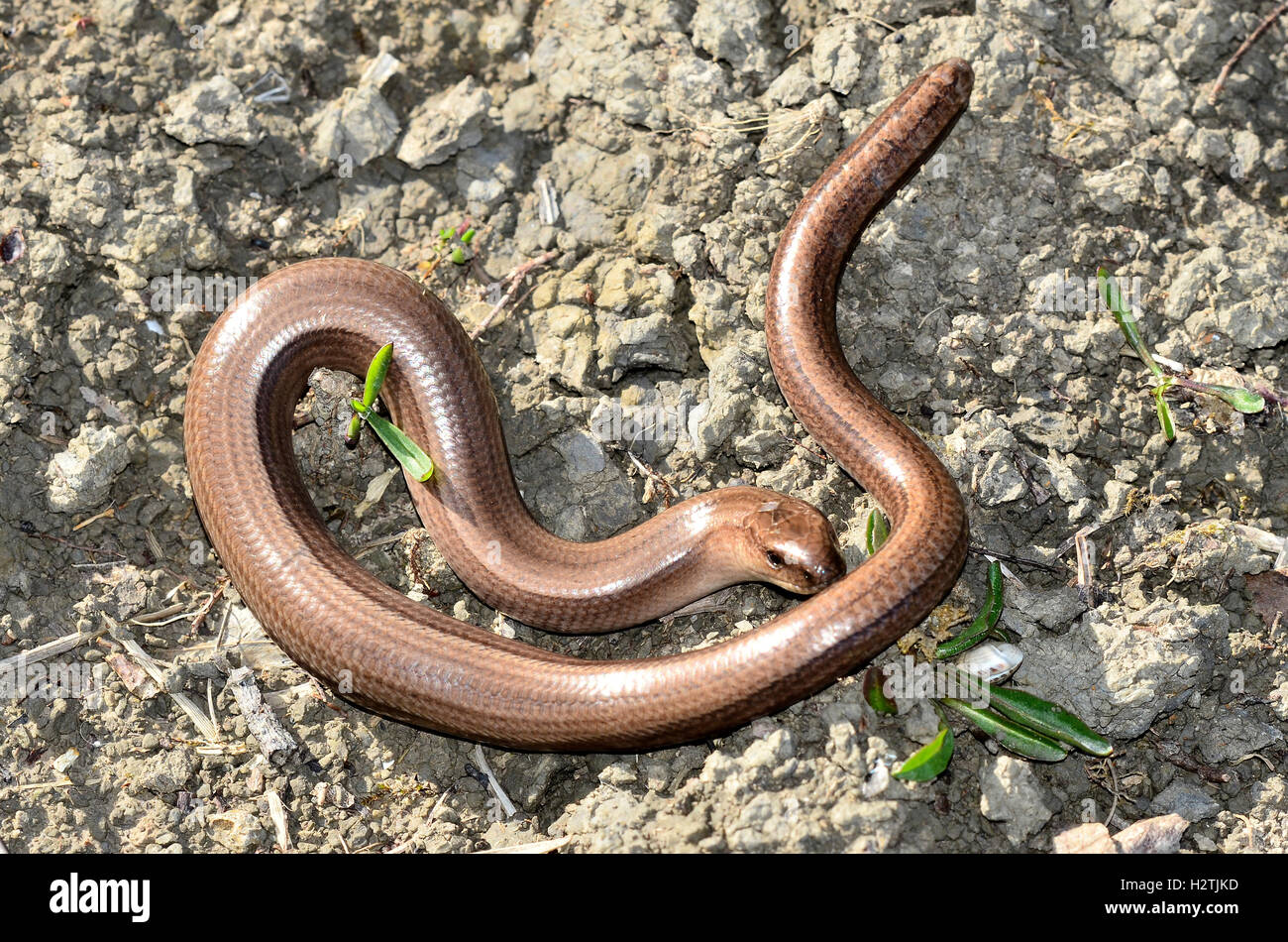 Slow worm hi-res stock photography and images - Alamy