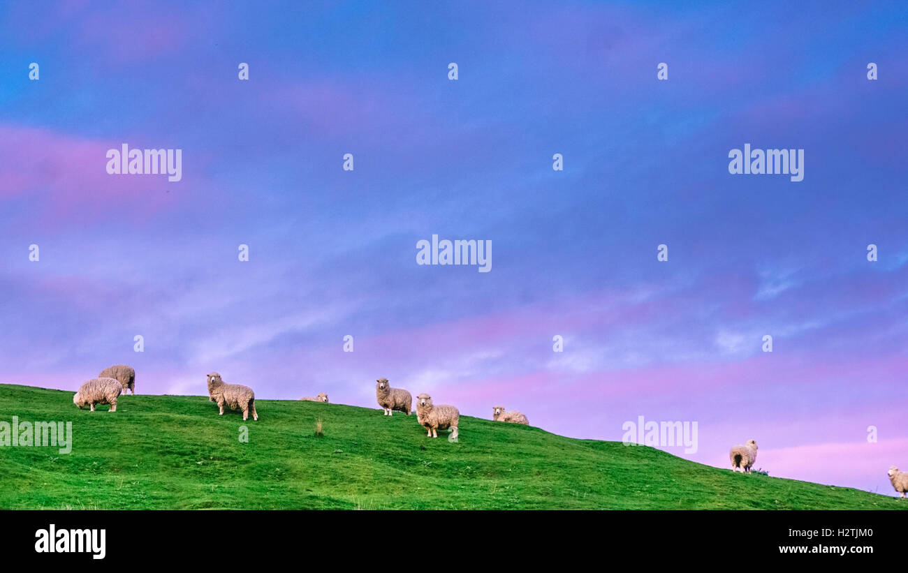Beautiful landscape of sheet farm during dusk as the sun is setting ...